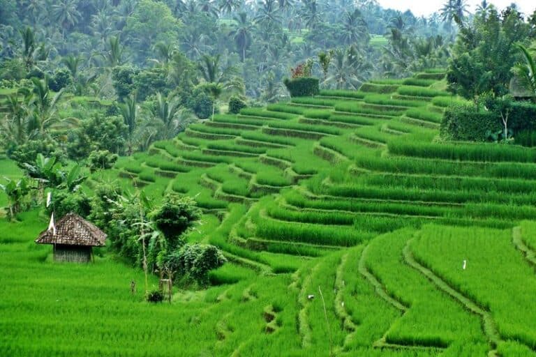 All The Best Rice Terrace & Bali Swing in 2024 You Must Visit! - Bali ...